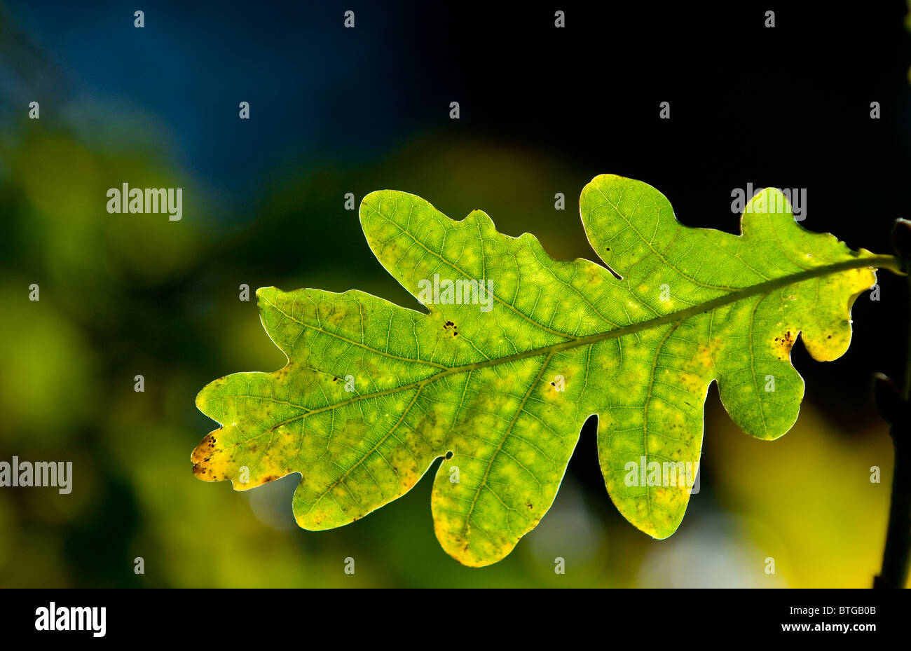 Oak Tree Eichenblatt Stockfotos und -bilder Kaufen - Alamy