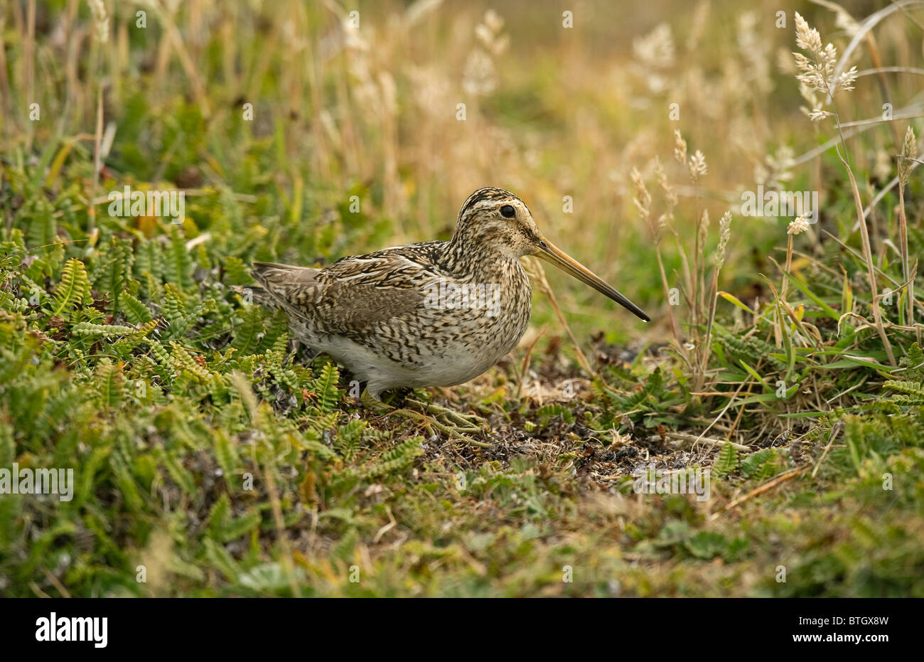 Gallinago paraguaiae magellanica -Fotos und -Bildmaterial in hoher ...