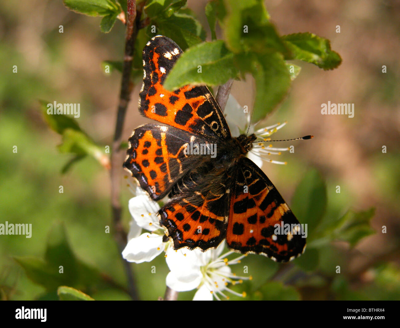 European map -Fotos und -Bildmaterial in hoher Auflösung – Alamy