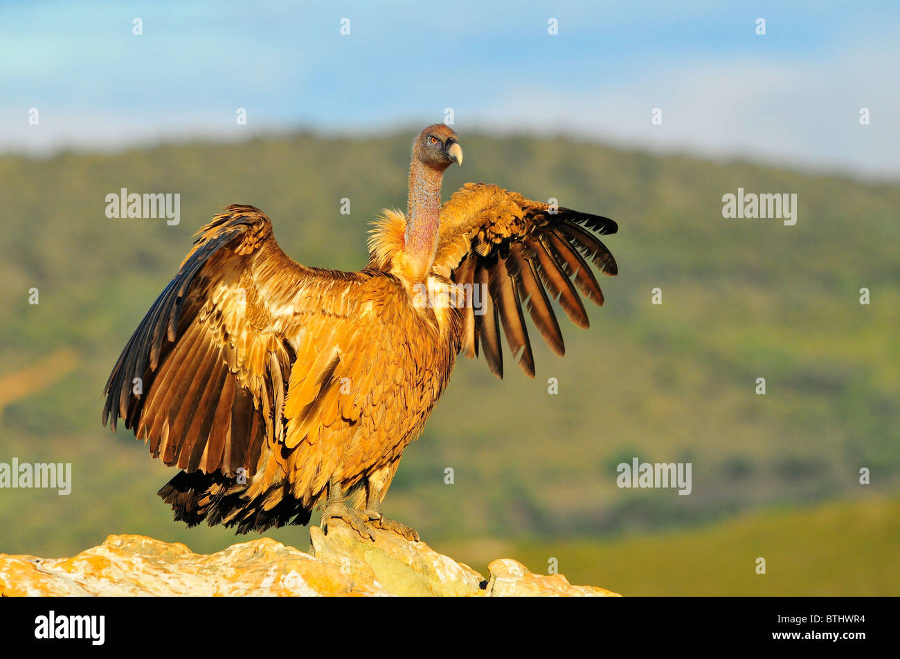 Buitre carroñero -Fotos und -Bildmaterial in hoher Auflösung – Alamy