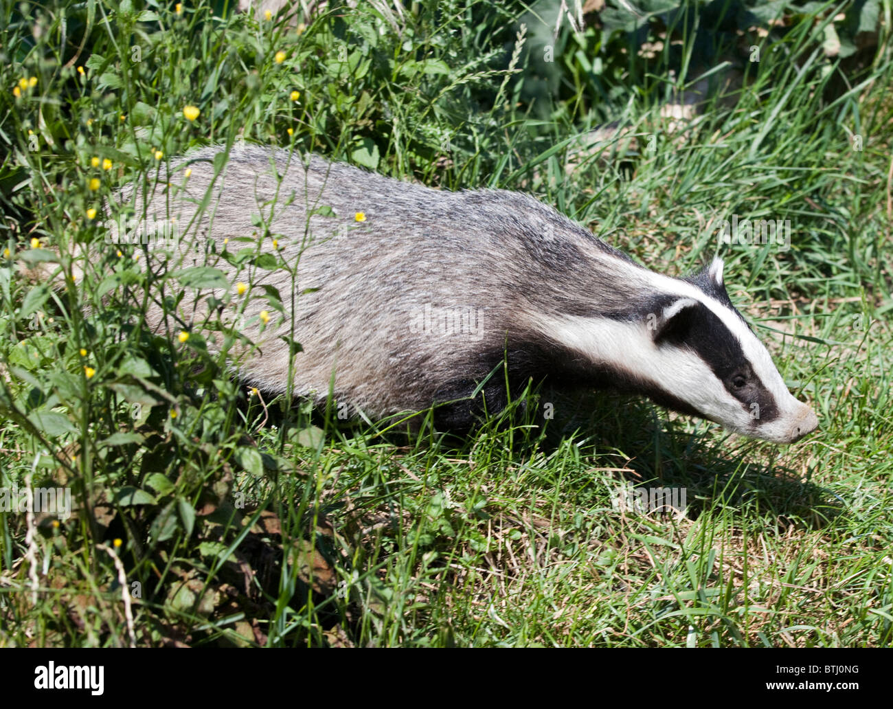 Jugendliche dachs -Fotos und -Bildmaterial in hoher Auflösung – Alamy