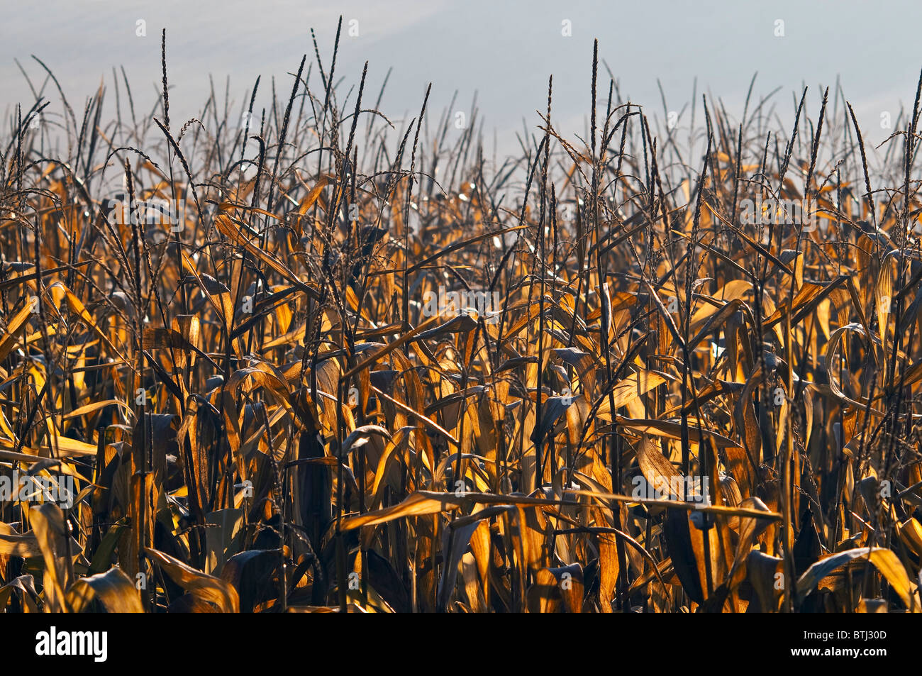 Stängel Von Mais Stockfotos und -bilder Kaufen - Alamy