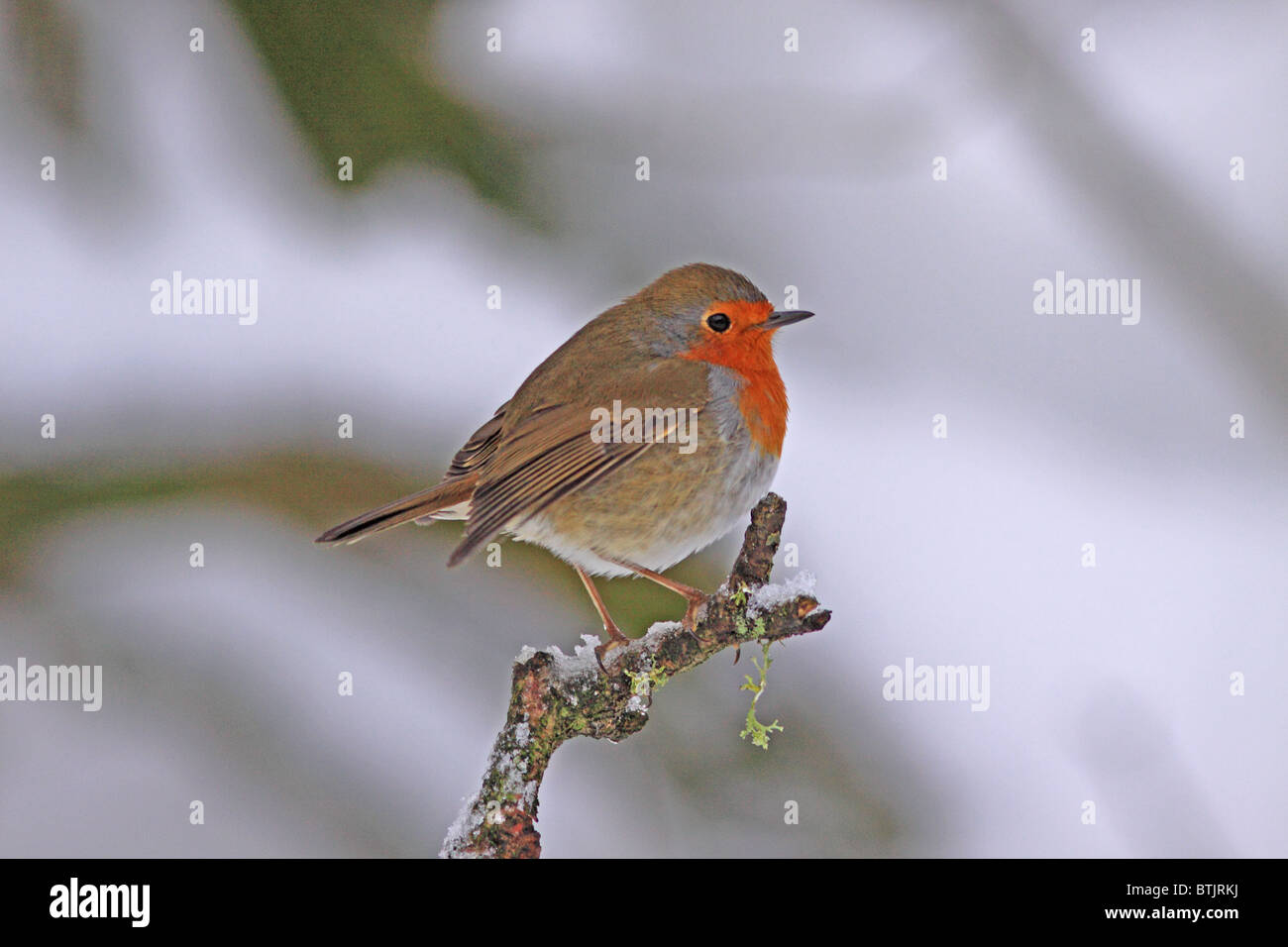 Rotkehlchen im winter -Fotos und -Bildmaterial in hoher Auflösung – Alamy