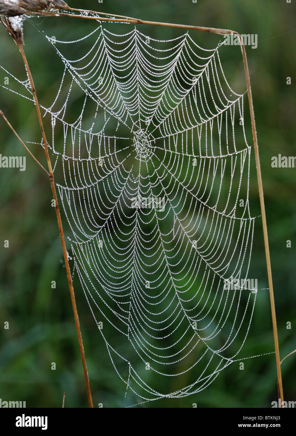 Tau spinnennetz -Fotos und -Bildmaterial in hoher Auflösung – Alamy