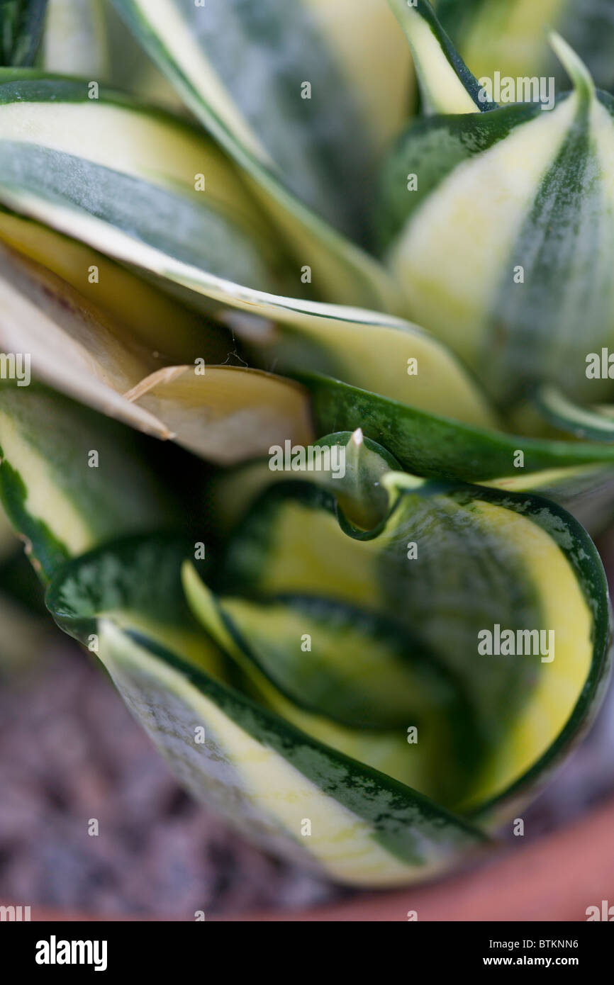 Sansevieria Trifasciata, Golden Hahnii Stockfotografie - Alamy