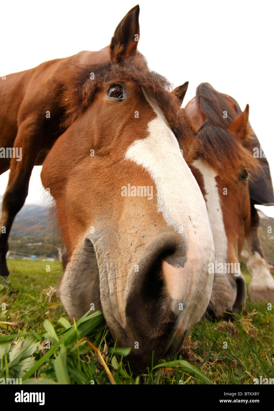 Ein fabelhaftes pferd -Fotos und -Bildmaterial in hoher Auflösung – Alamy