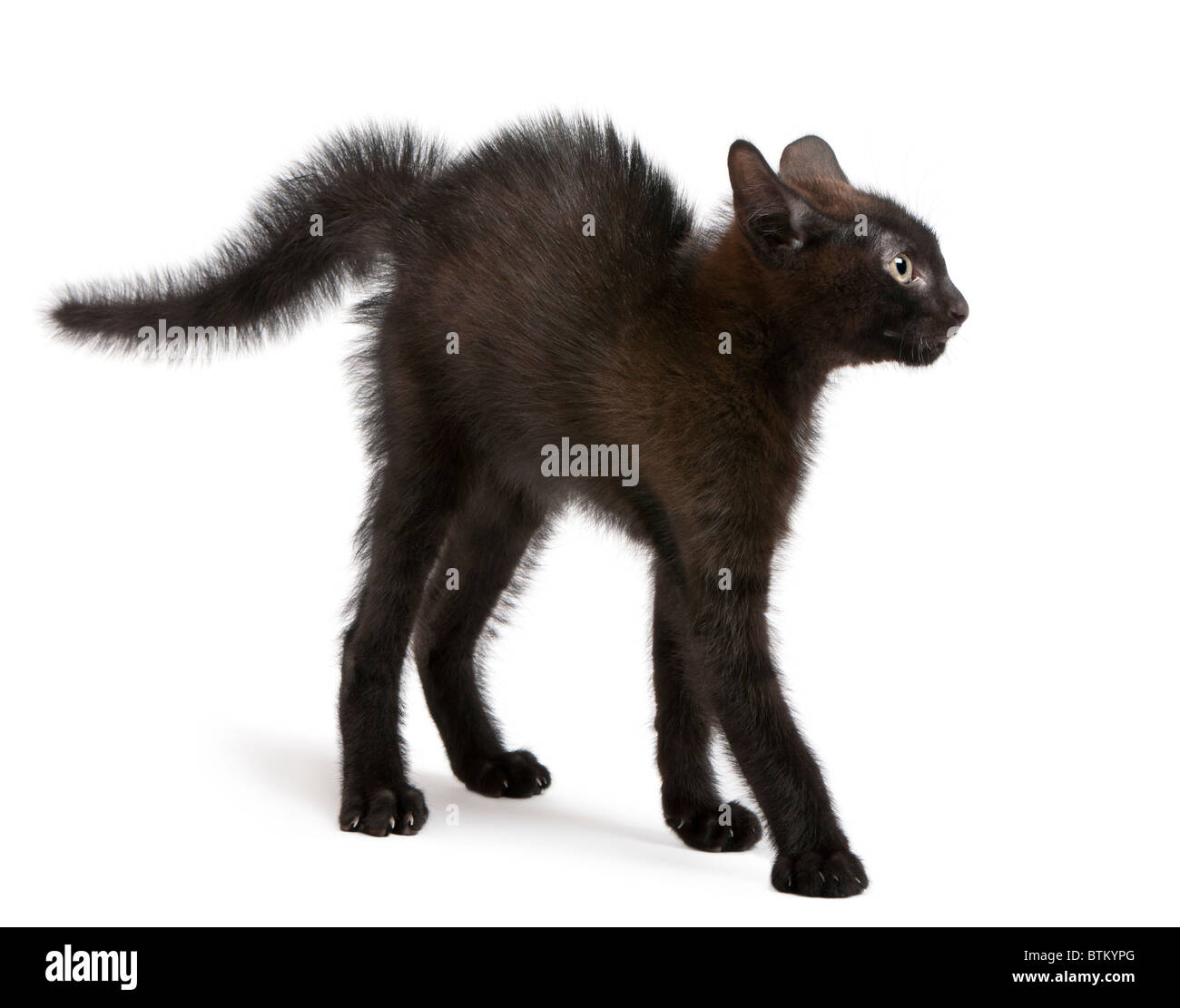 Scared Cat Stockfotos und -bilder Kaufen - Alamy