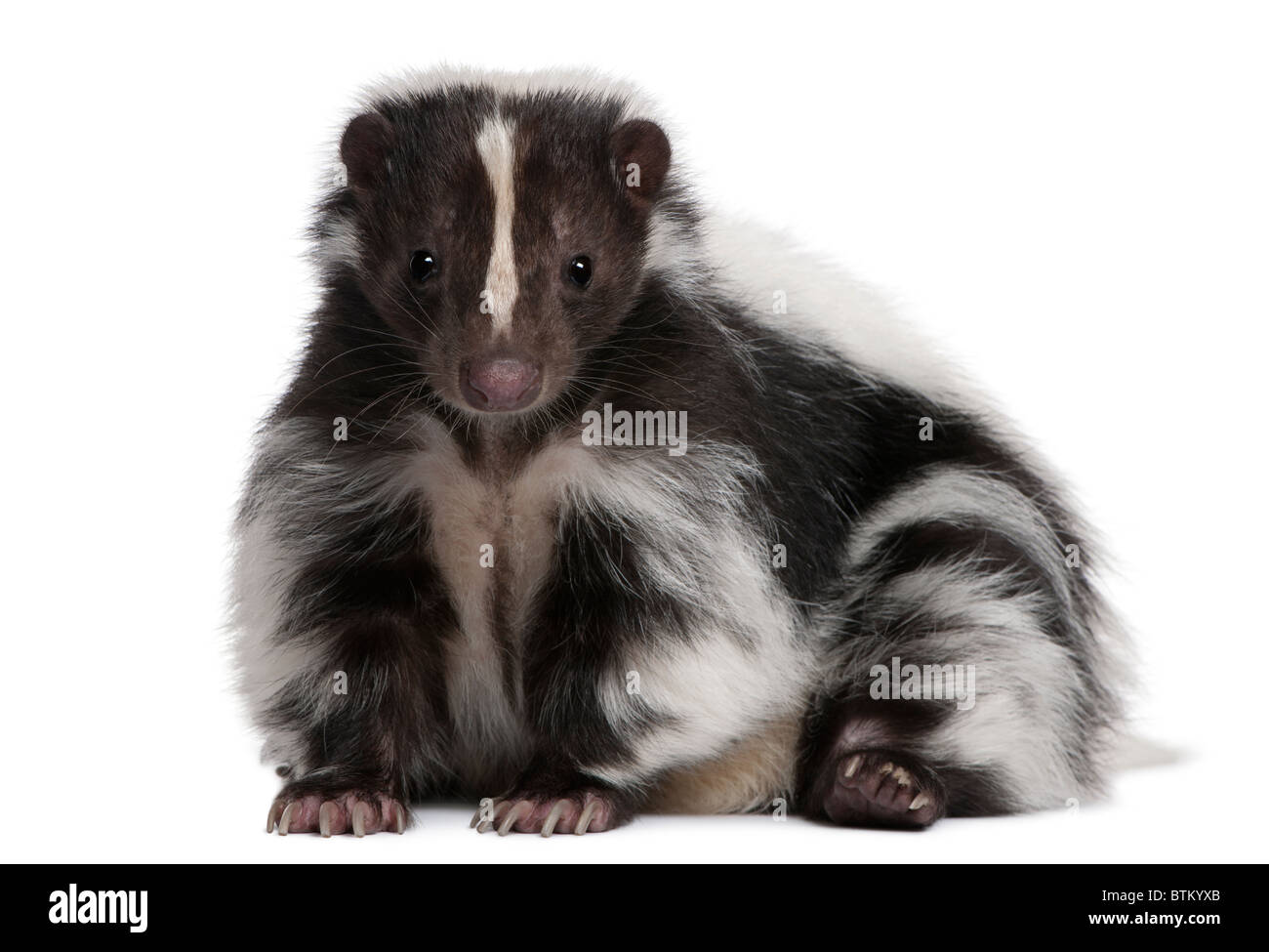 Das stinktier -Fotos und -Bildmaterial in hoher Auflösung – Alamy