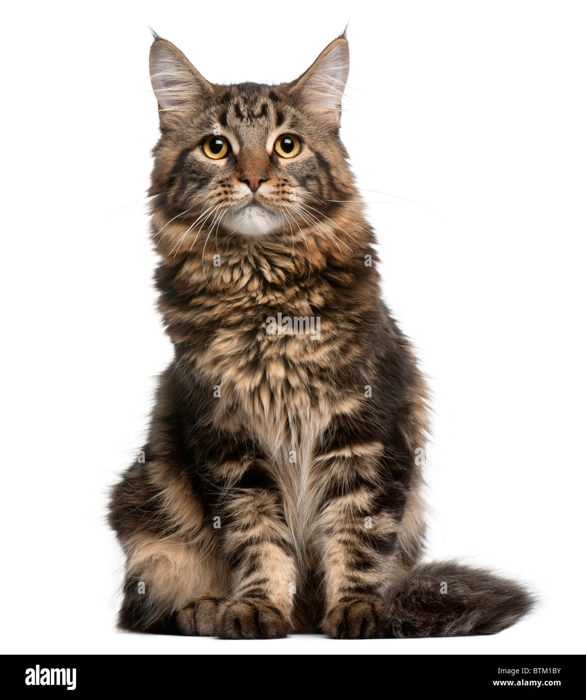 Gatito Maine Coon Maine Coon Katze Schildpatt Der Nahaufnahme Braune,