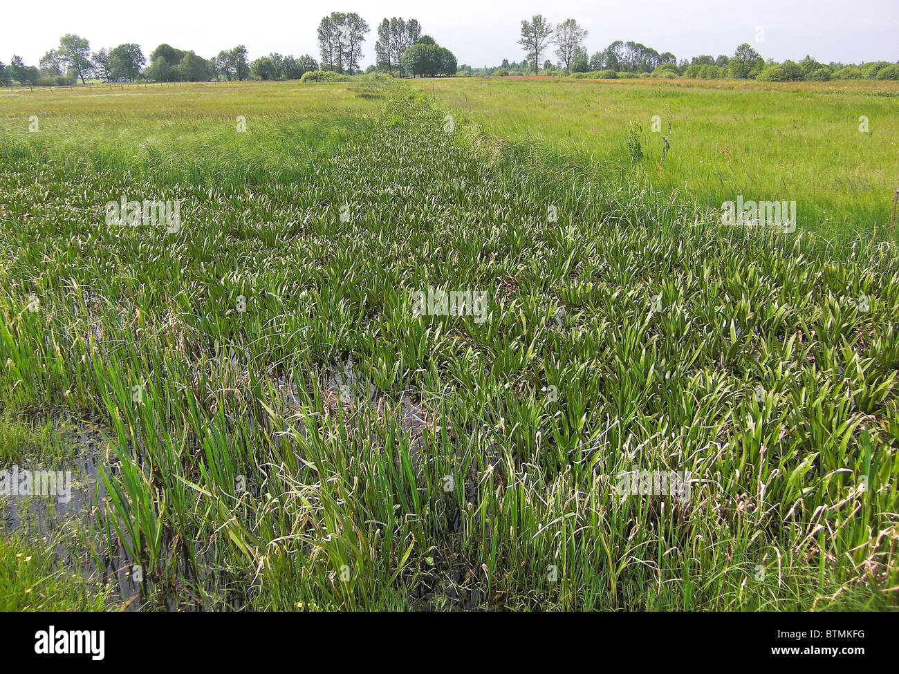Wassersoldat stratiotes aloides -Fotos und -Bildmaterial in hoher ...
