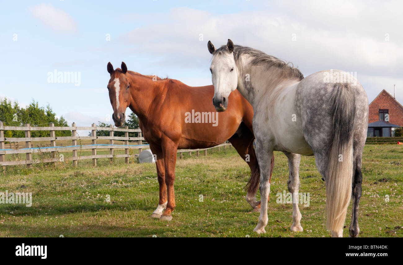 One dapple grey horse Stockfotos und -bilder Kaufen - Alamy