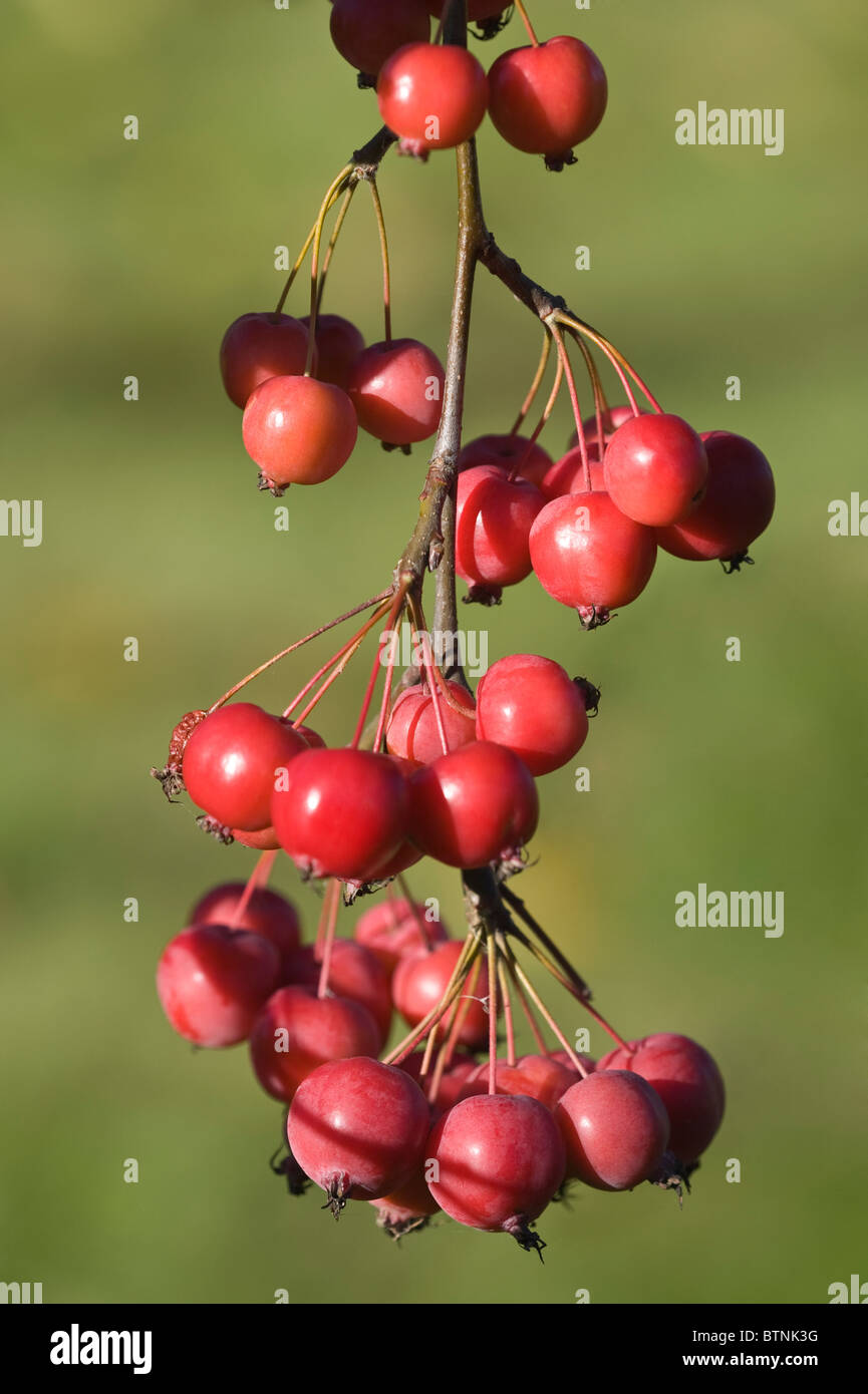 Malus red sentinel crab apple -Fotos und -Bildmaterial in hoher ...