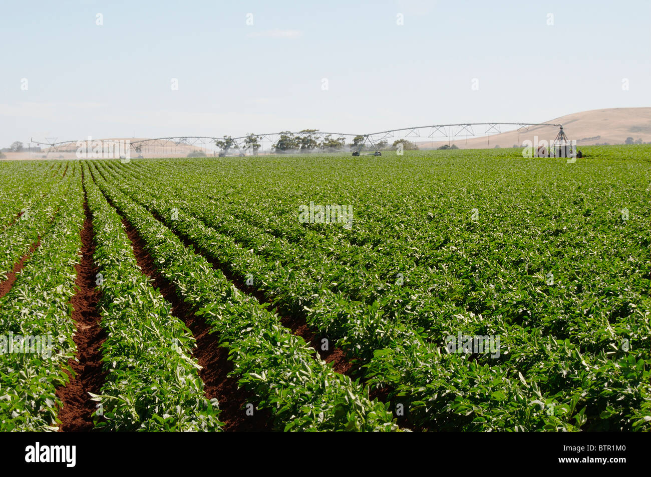 Australien feld -Fotos und -Bildmaterial in hoher Auflösung – Alamy