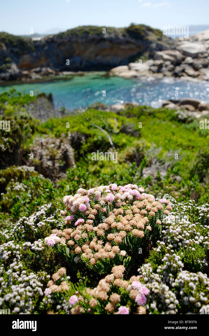 Nanarup strand -Fotos und -Bildmaterial in hoher Auflösung – Alamy
