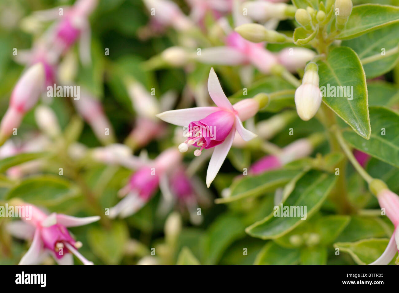 Rosa fuchsia blume -Fotos und -Bildmaterial in hoher Auflösung – Alamy