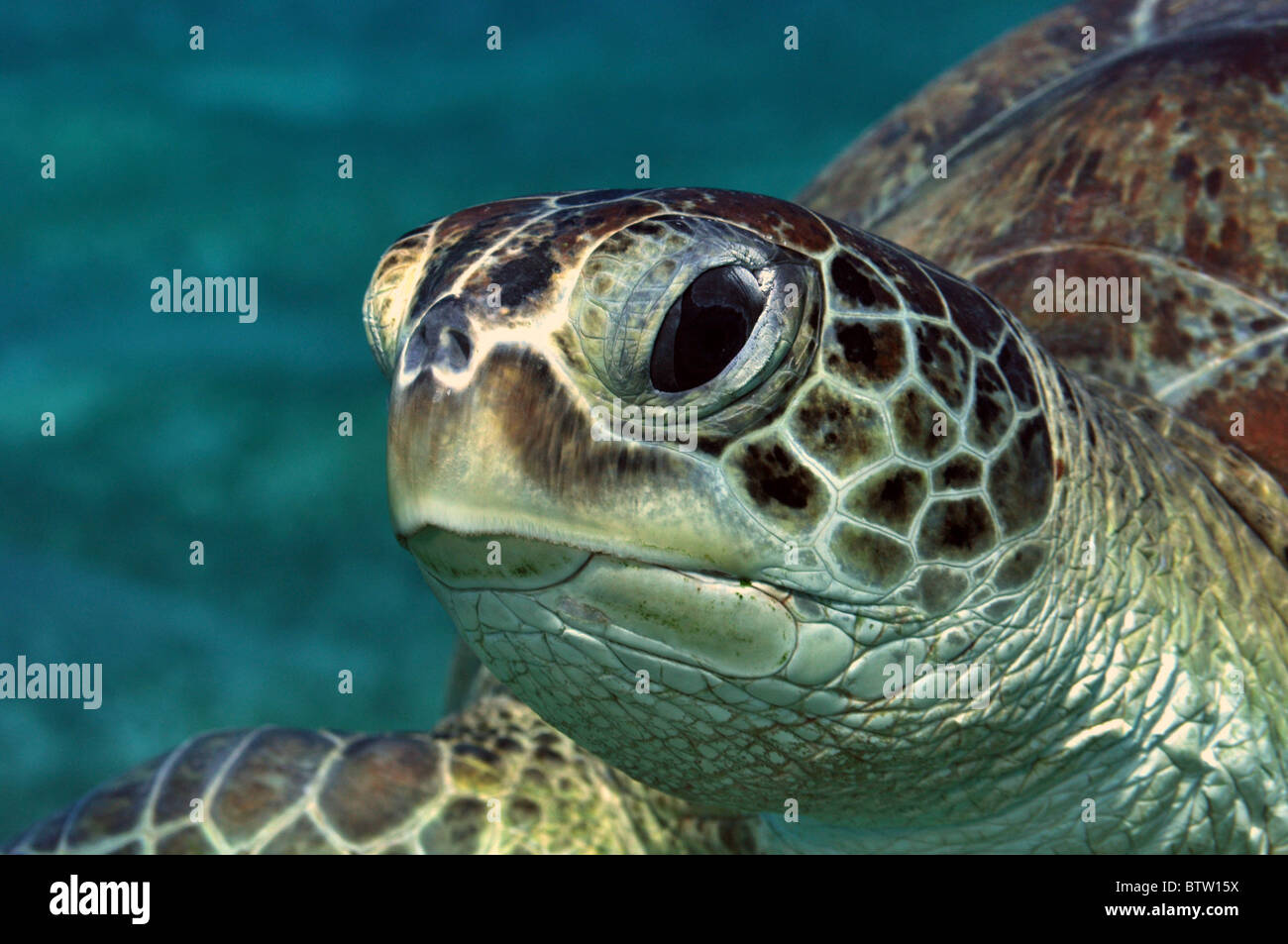 Faune marine -Fotos und -Bildmaterial in hoher Auflösung – Alamy