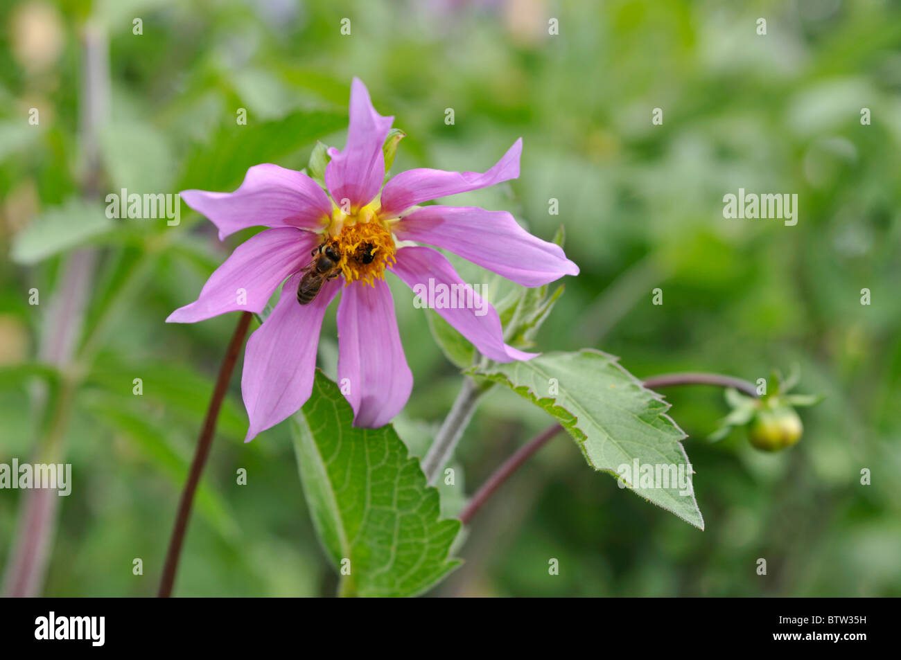 Rosa excelsa -Fotos und -Bildmaterial in hoher Auflösung – Alamy