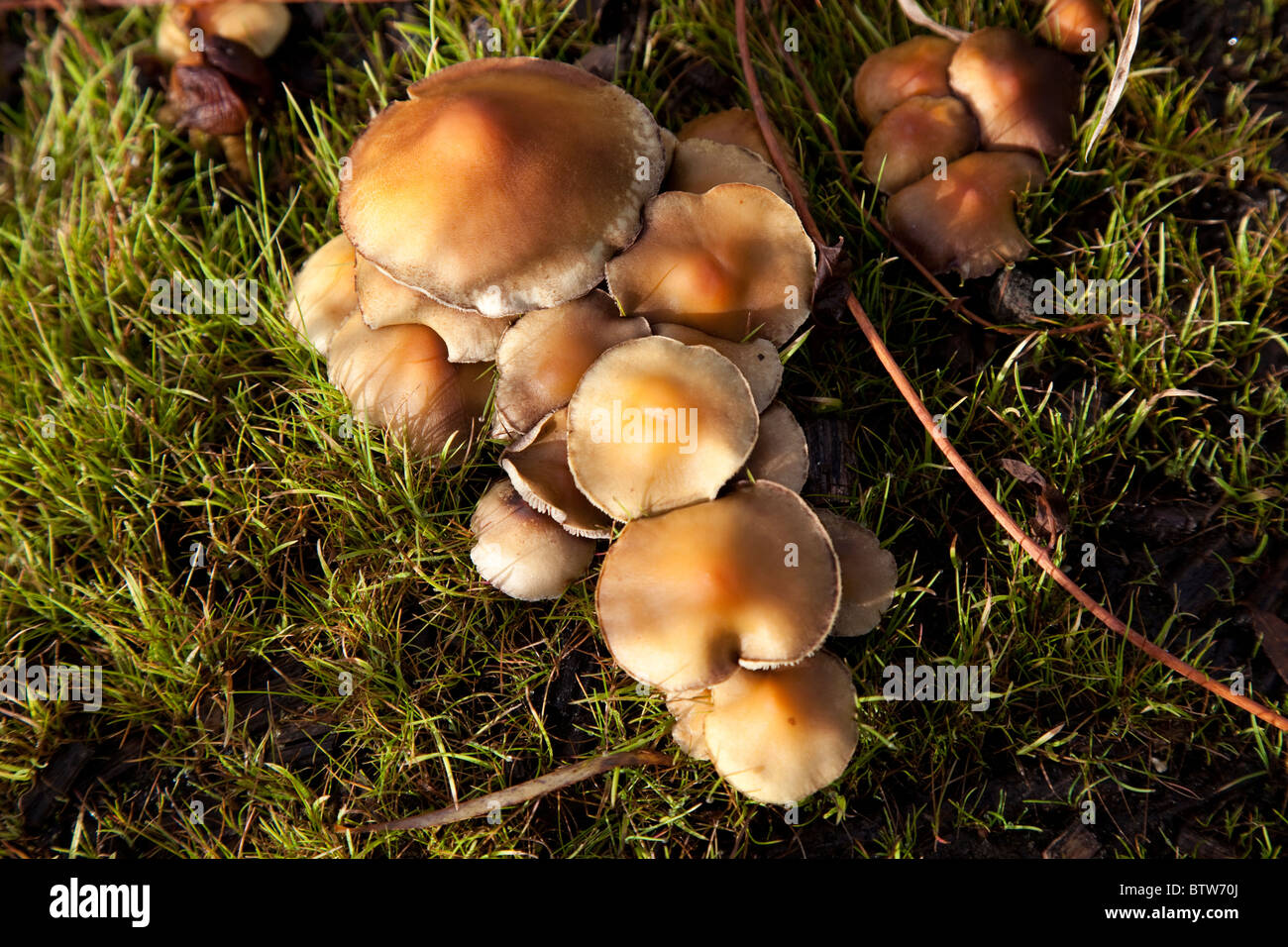 Sporen produzierende pilze -Fotos und -Bildmaterial in hoher Auflösung ...