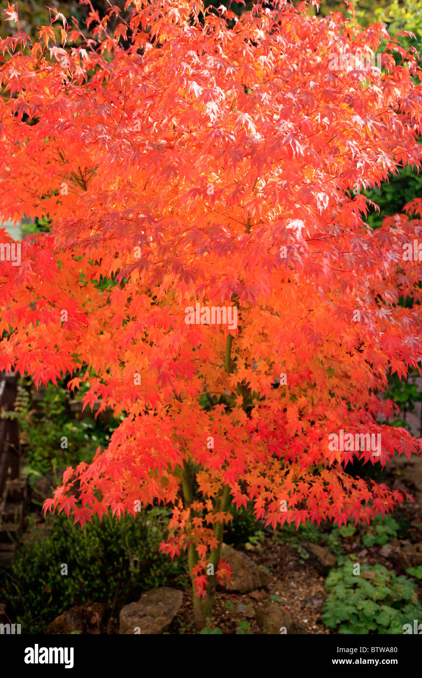 Japanischer Ahorn - Acer Palmatum Osakazuki. Bekannt für seine sehr ...