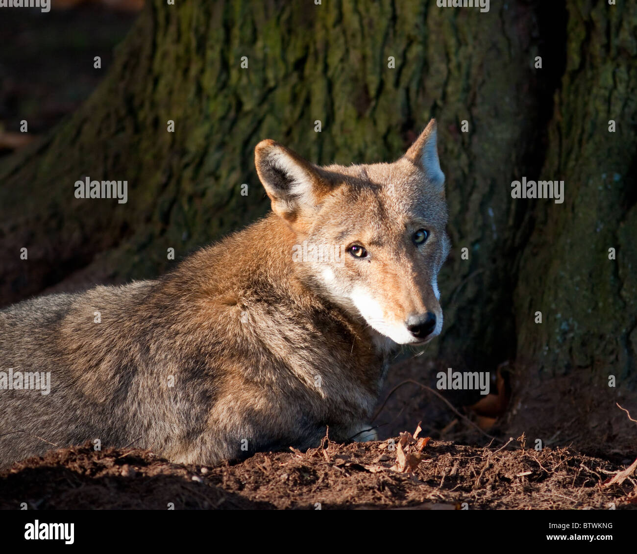 Roter wolf -Fotos und -Bildmaterial in hoher Auflösung – Alamy
