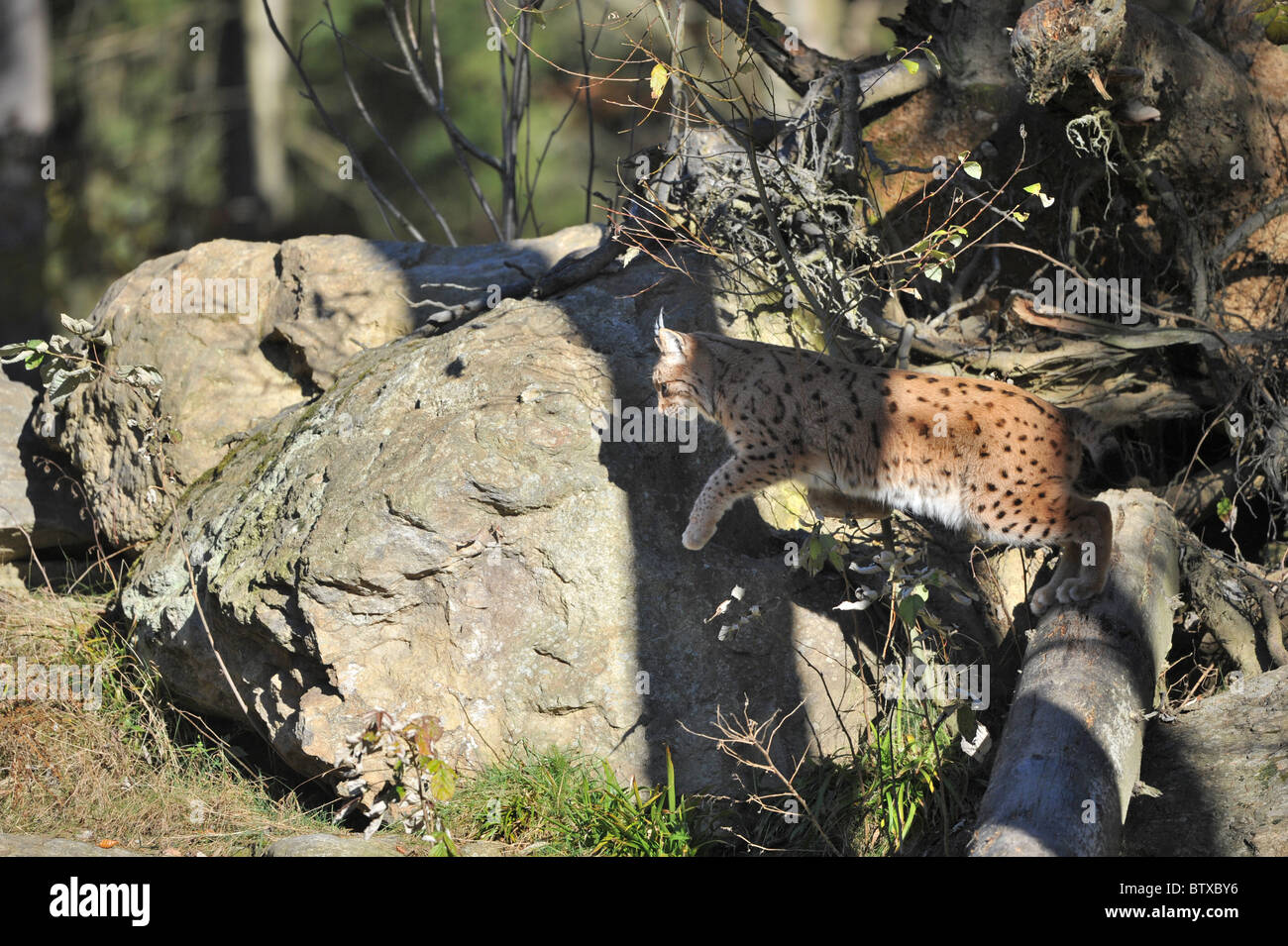 Eurasischer Luchs - europäischer Luchs (Lynx Lynx) männlichen springen ...