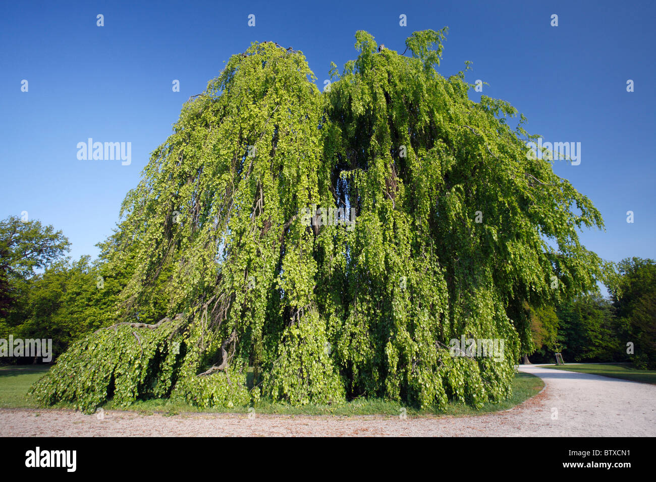Buche baum -Fotos und -Bildmaterial in hoher Auflösung – Alamy