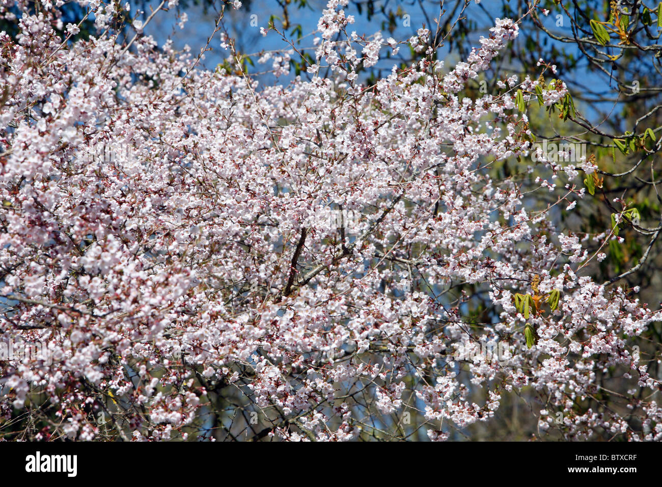 Kirschblüte bäume deutschland -Fotos und -Bildmaterial in hoher ...