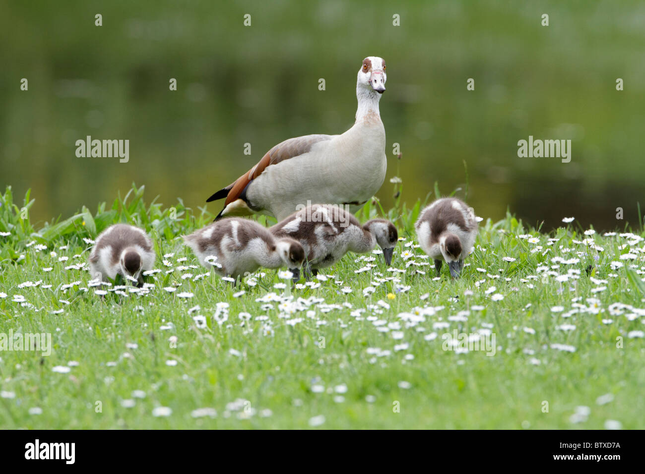 Jungvogel germany -Fotos und -Bildmaterial in hoher Auflösung – Alamy