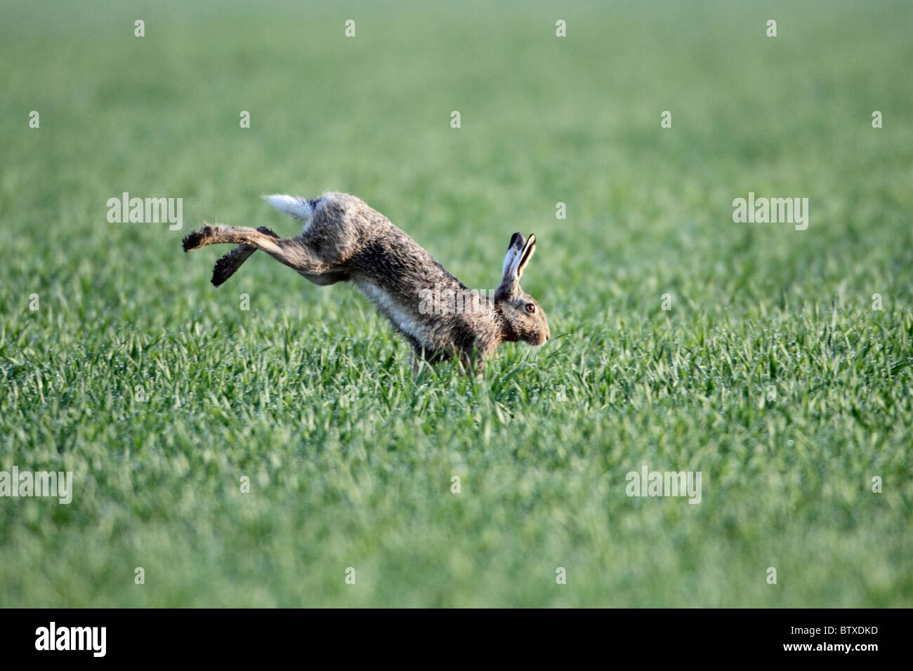 Lepus capensis europaeus -Fotos und -Bildmaterial in hoher Auflösung ...