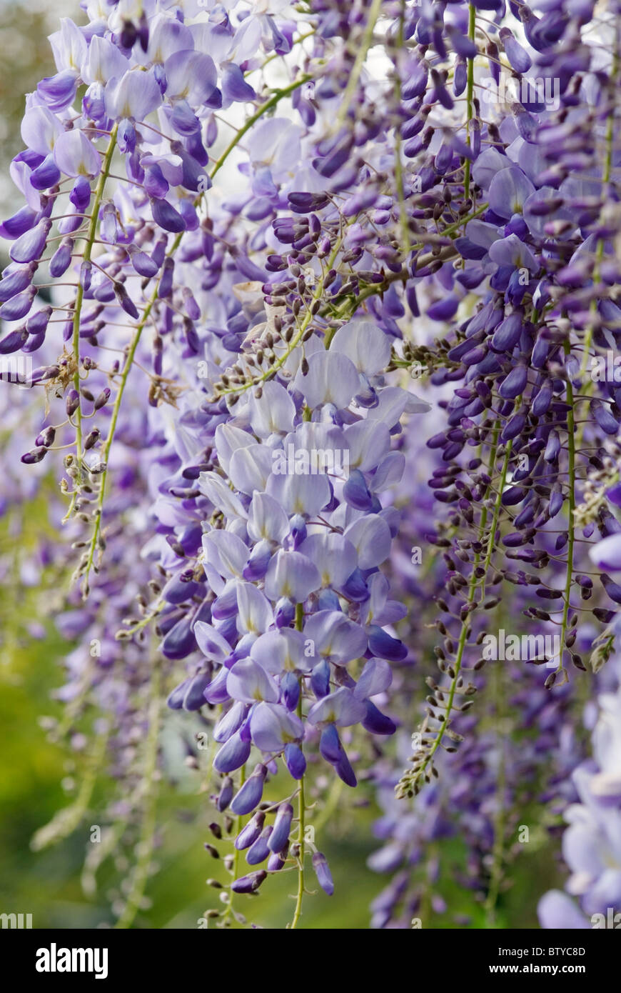 Chinese wisteria wisteria sinensis -Fotos und -Bildmaterial in hoher ...