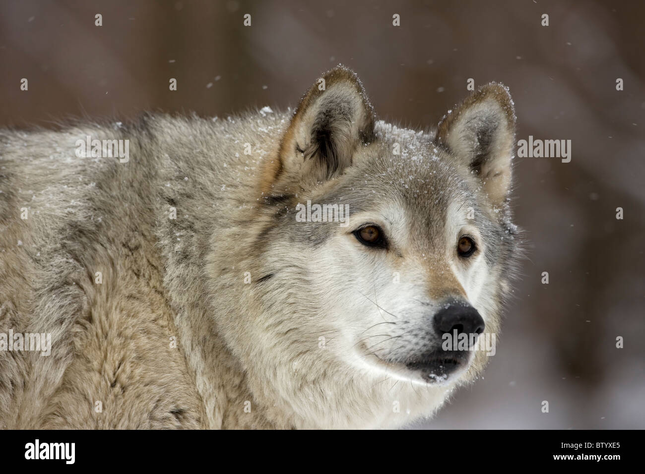 Grau wolf -Fotos und -Bildmaterial in hoher Auflösung – Alamy