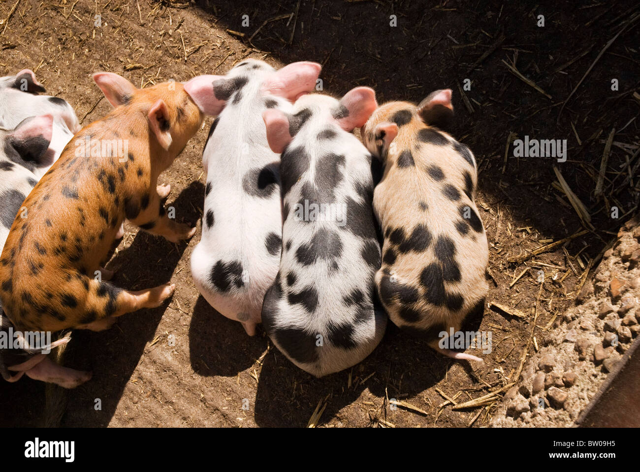 Ferkel schwein vieh tier -Fotos und -Bildmaterial in hoher Auflösung ...