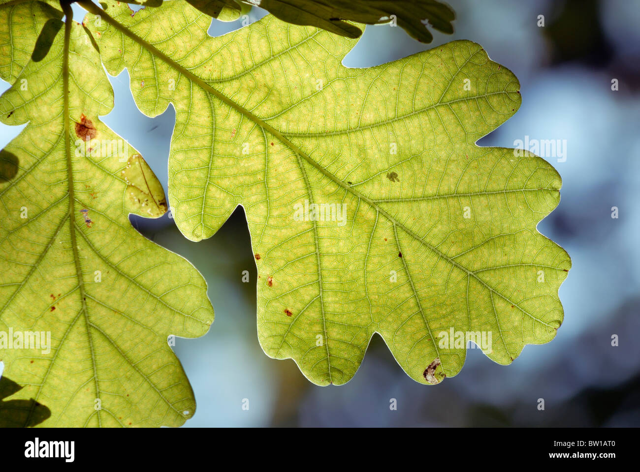 Beleuchtete flora -Fotos und -Bildmaterial in hoher Auflösung – Alamy
