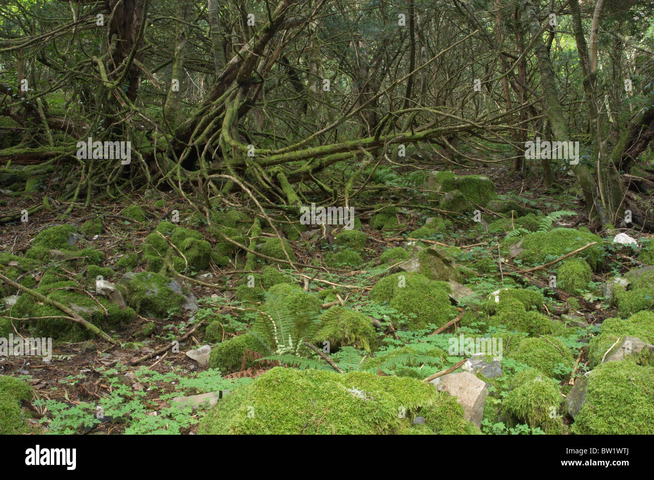 Ancient yew tree taxus baccata -Fotos und -Bildmaterial in hoher ...