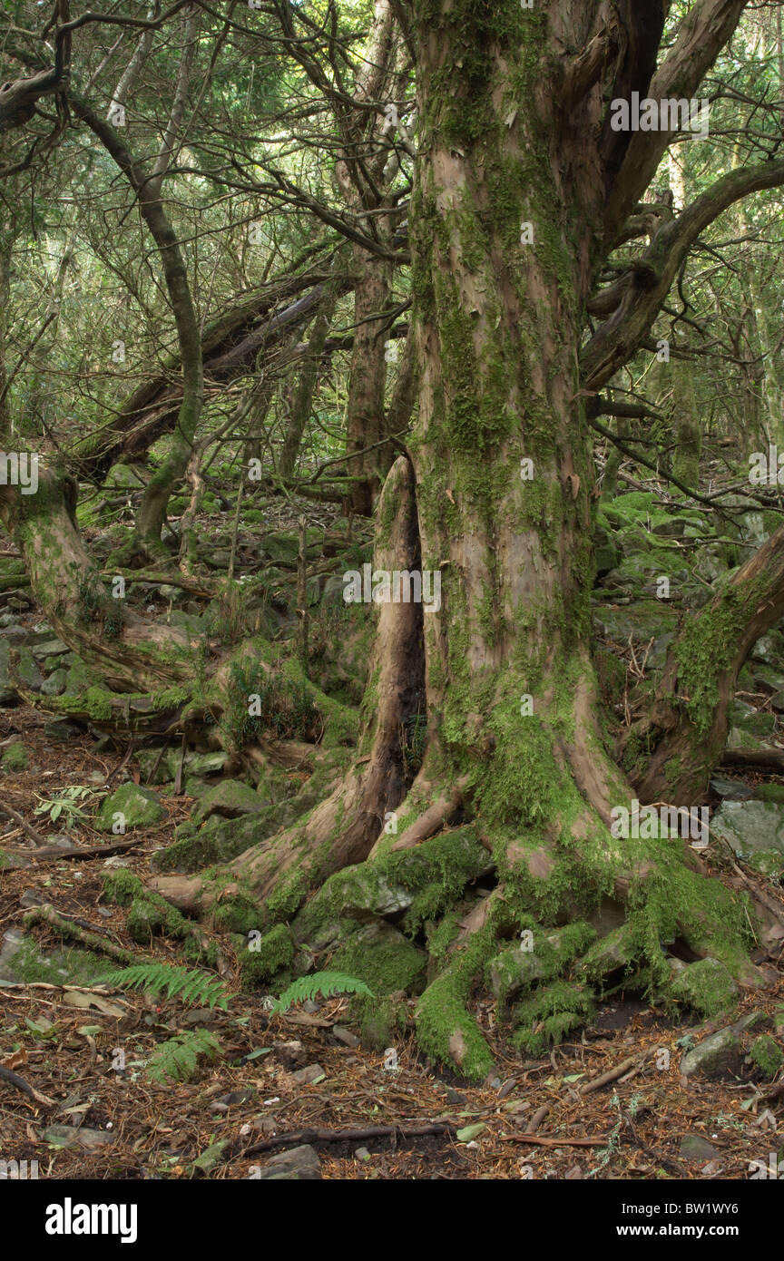Yew tree -Fotos und -Bildmaterial in hoher Auflösung – Alamy