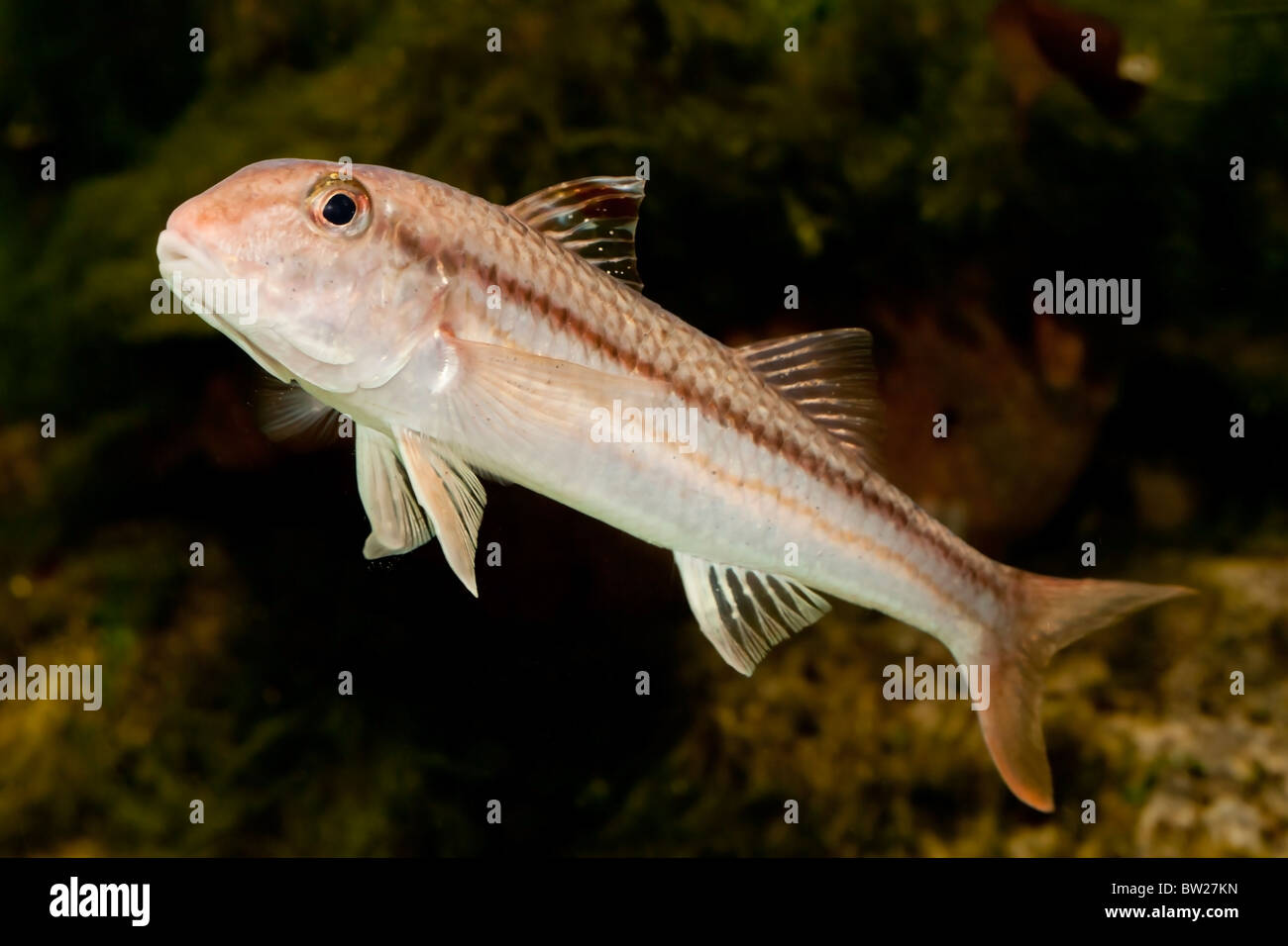Meeräsche fisch -Fotos und -Bildmaterial in hoher Auflösung – Alamy