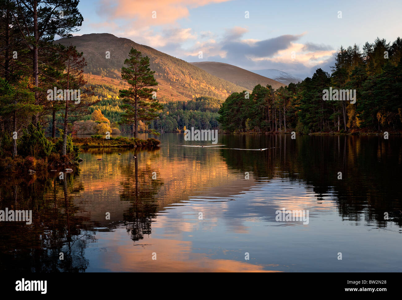 Loch an eilein cairngorms -Fotos und -Bildmaterial in hoher Auflösung ...