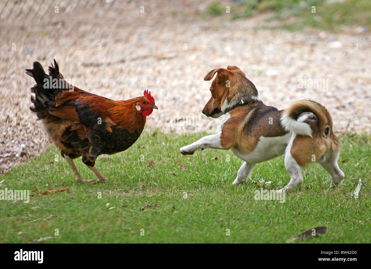 Jack Russell Welpen spielen mit einem Huhn Stockfotografie - Alamy