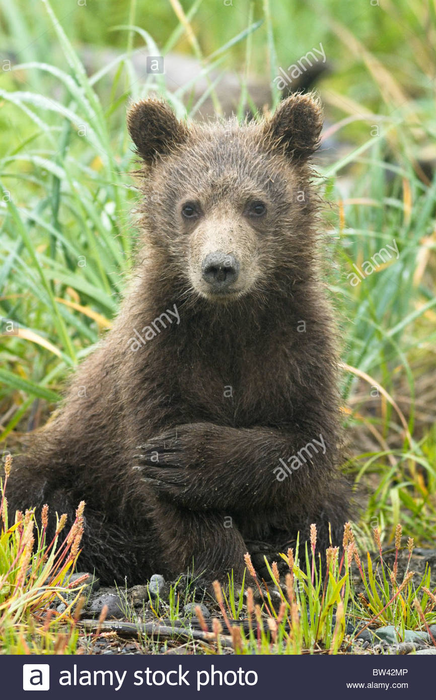 Baby Bär In Der Wiese Stockfotos und -bilder Kaufen - Alamy