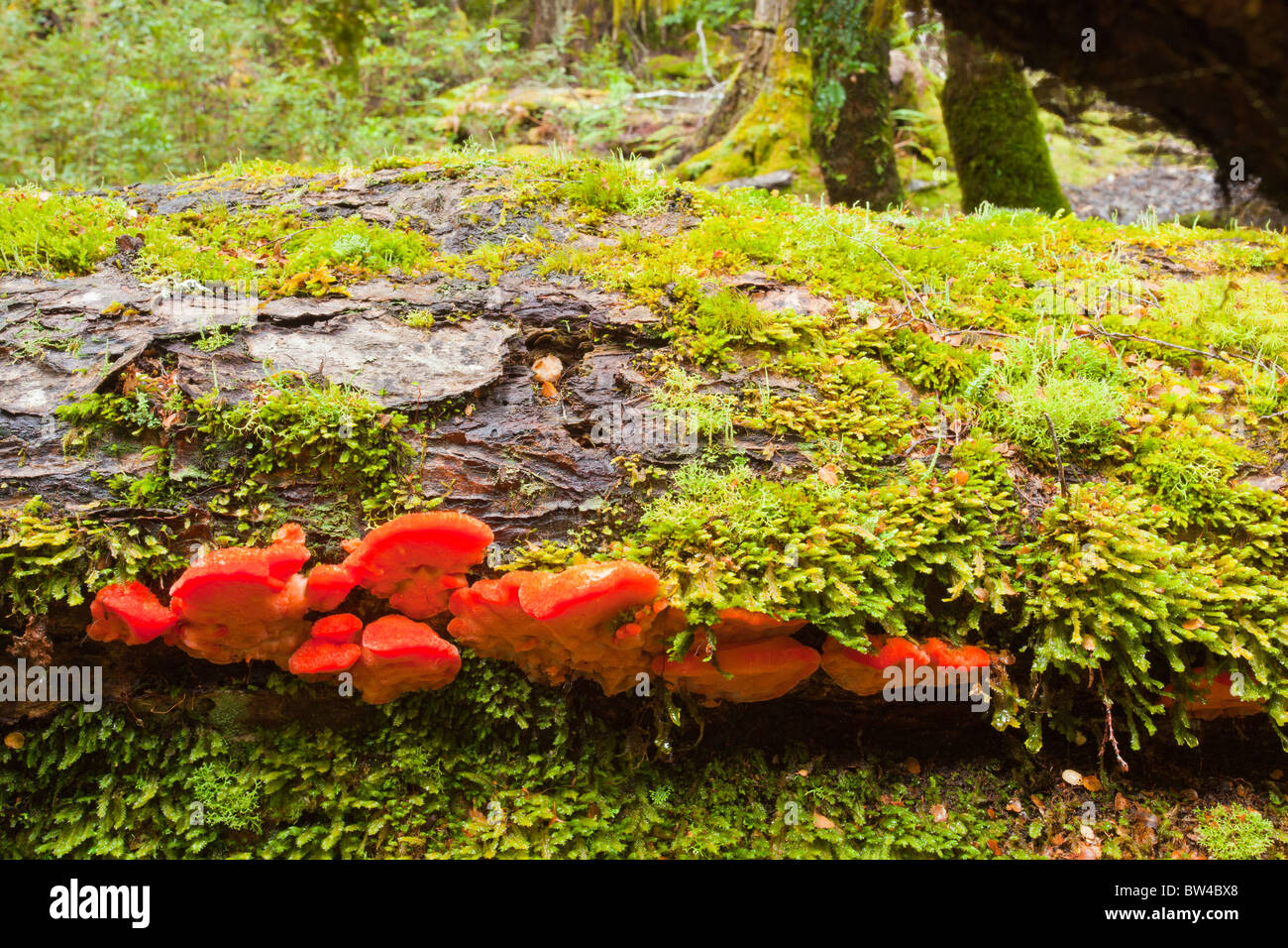 Fungi roots root fungus -Fotos und -Bildmaterial in hoher Auflösung – Alamy