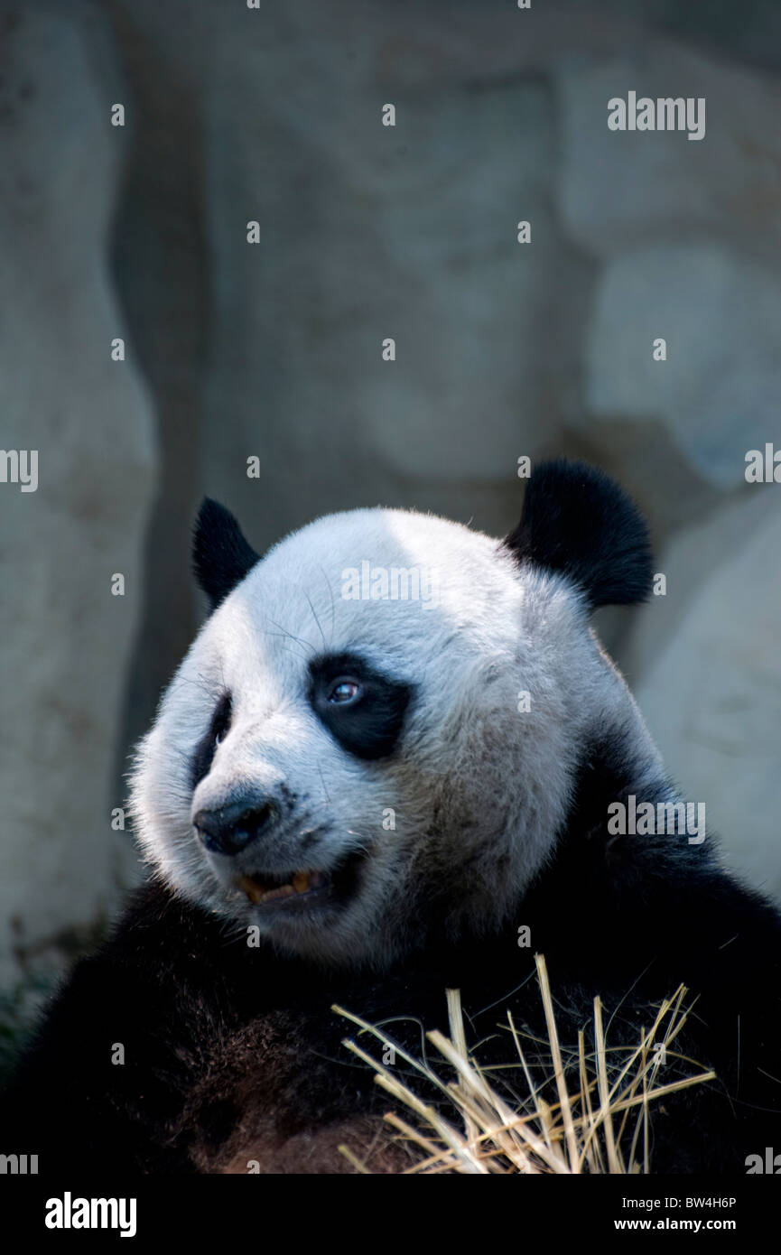 Panda augen -Fotos und -Bildmaterial in hoher Auflösung – Alamy