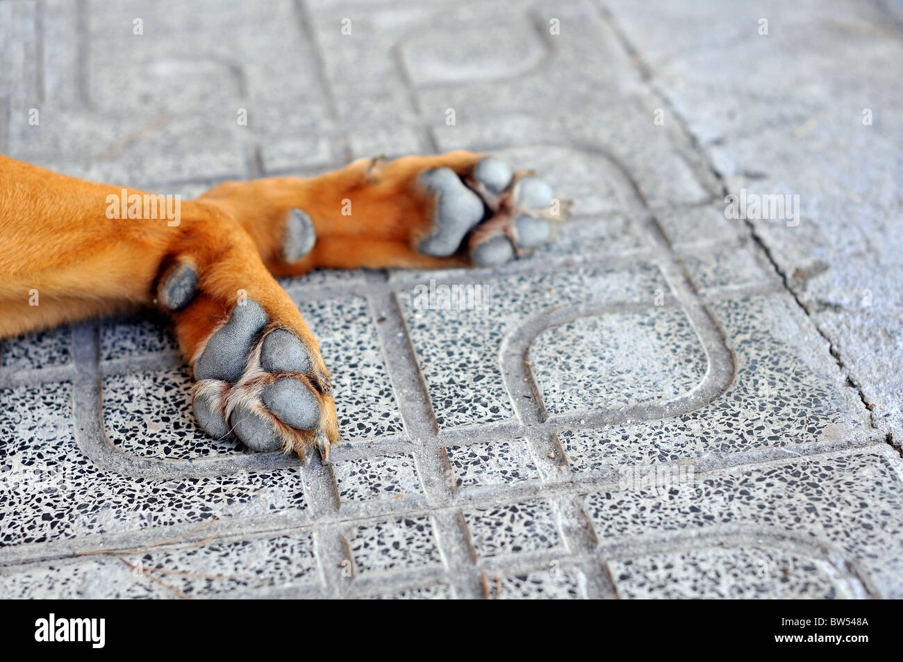 Hund pfote detail -Fotos und -Bildmaterial in hoher Auflösung – Alamy