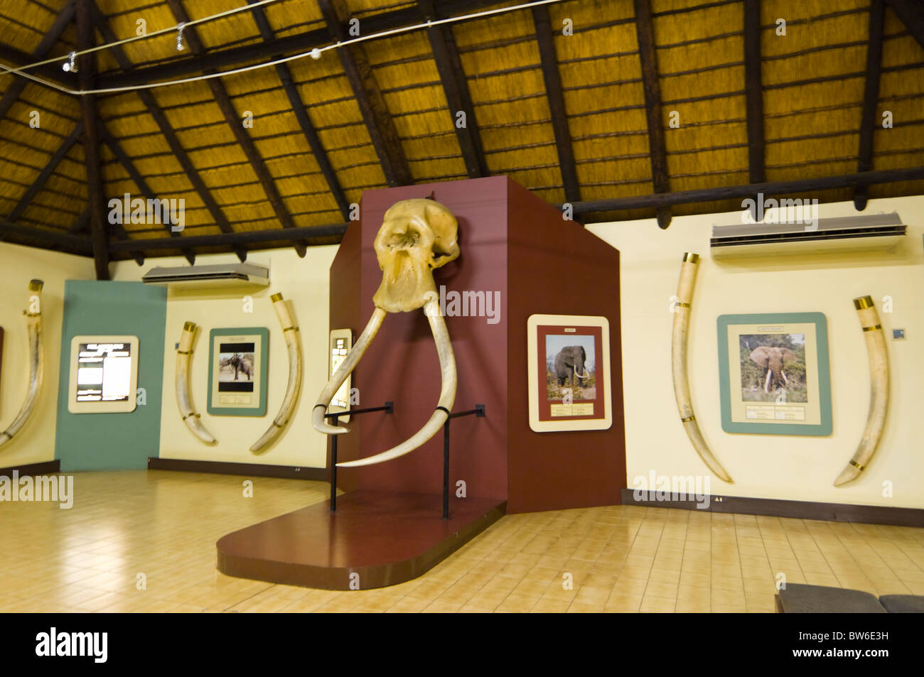 Elephant tusks museum -Fotos und -Bildmaterial in hoher Auflösung – Alamy