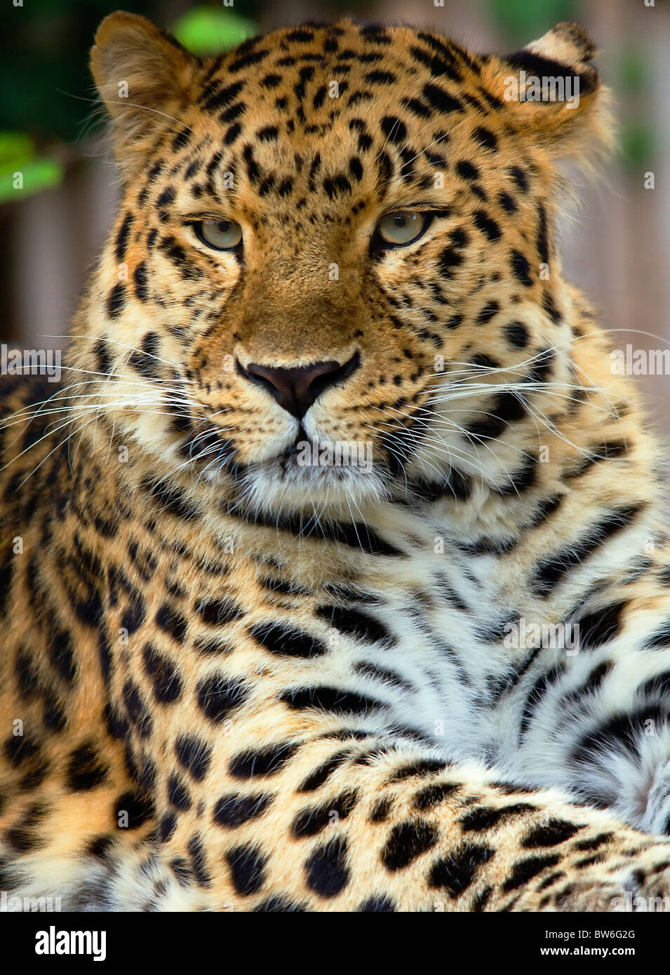 Amur leopard -Fotos und -Bildmaterial in hoher Auflösung – Alamy