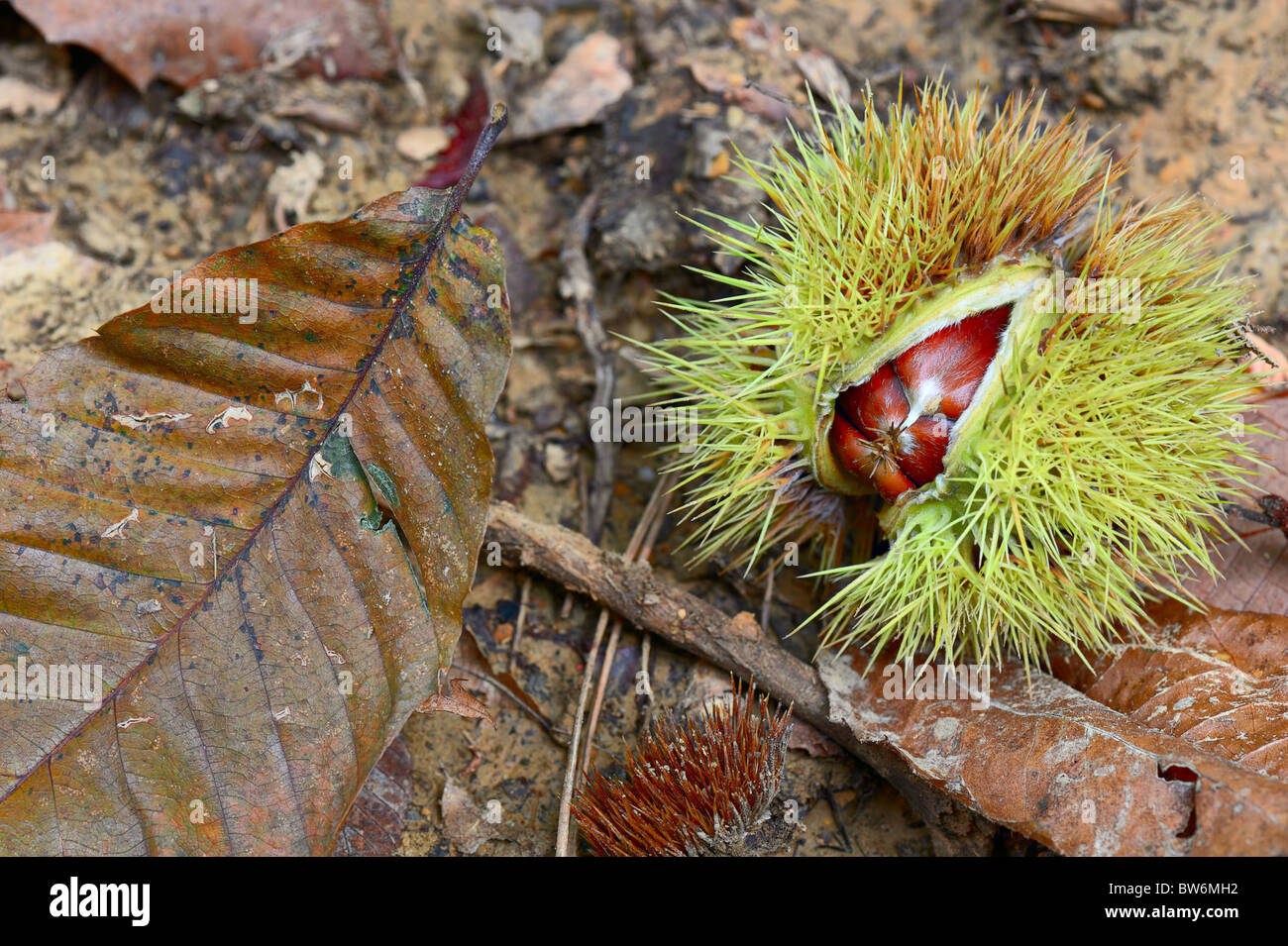 Europäische kastanien -Fotos und -Bildmaterial in hoher Auflösung – Alamy