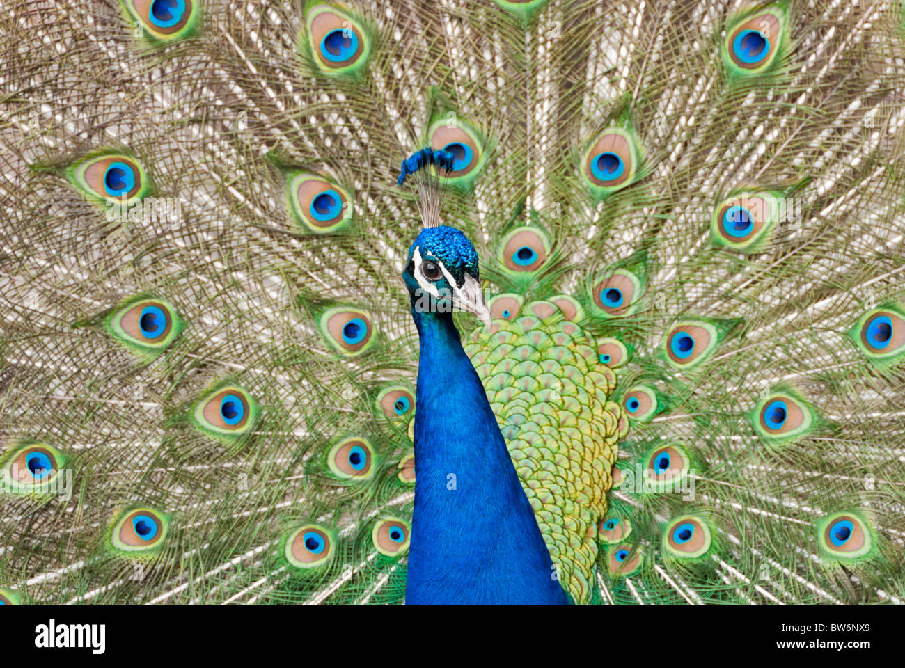 Pfau anzeigen -Fotos und -Bildmaterial in hoher Auflösung – Alamy