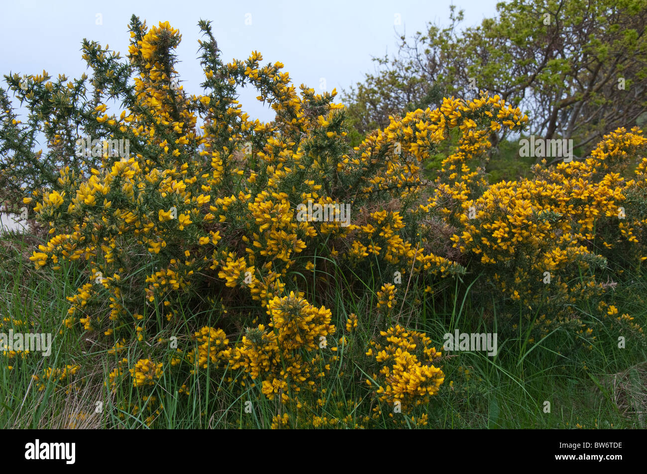 Stechginster blumenstrauch -Fotos und -Bildmaterial in hoher Auflösung ...