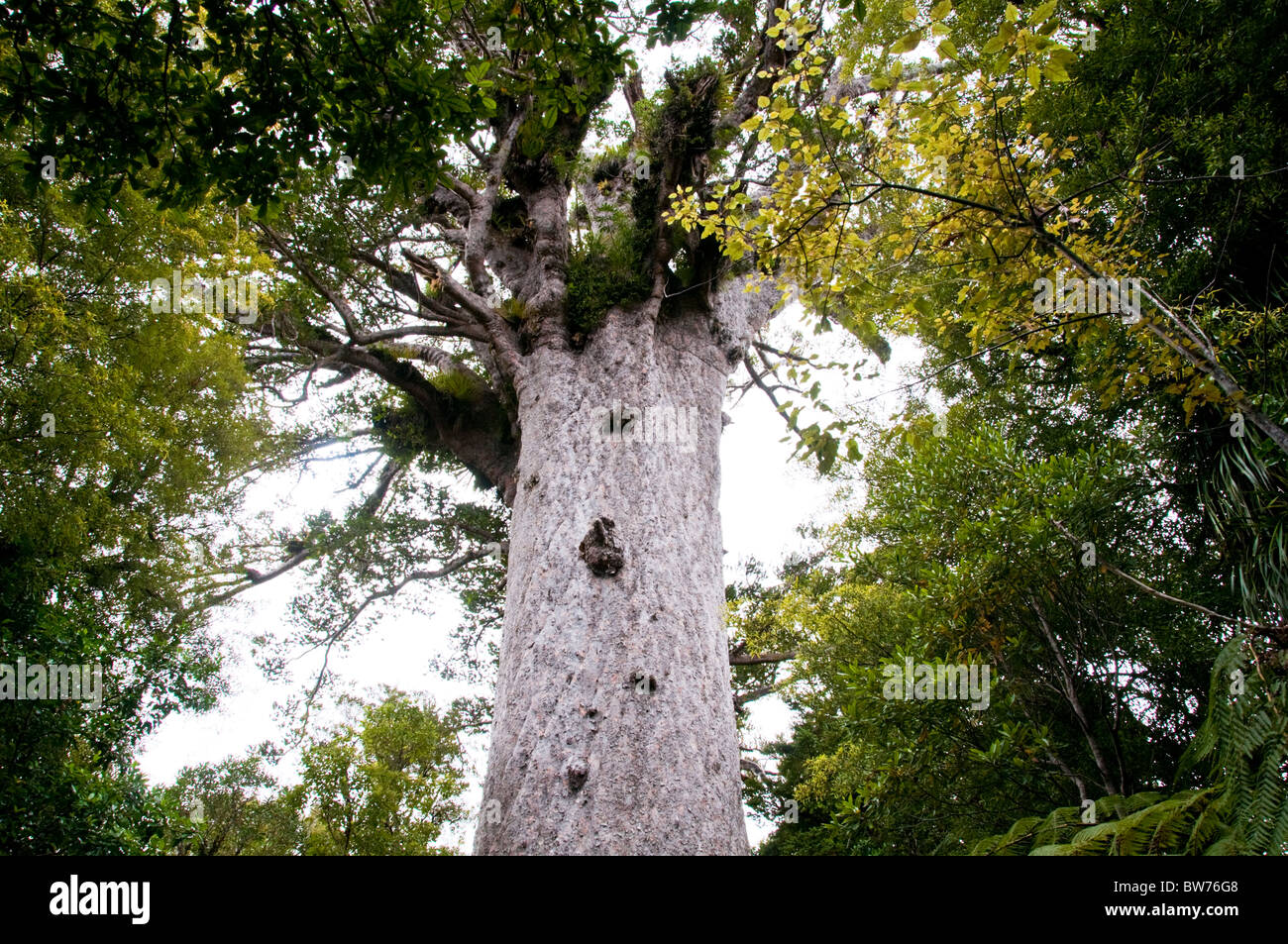 Kauri-Bäumen, Tane Mahuta Baum, Waipoua Forest, North landen Waldpark ...