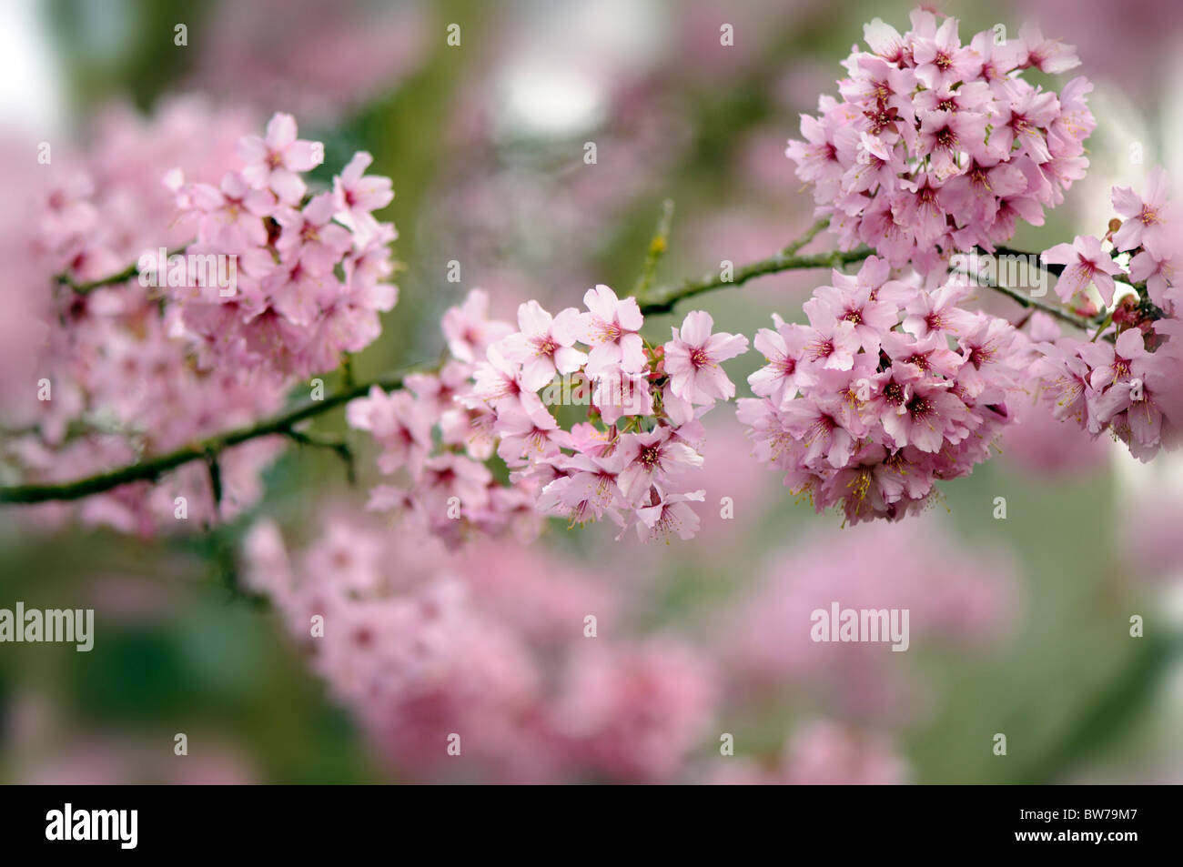 Pinke Blüte Stockfotos und -bilder Kaufen - Alamy