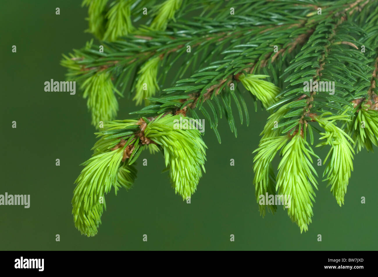 Norway spruce picea abies twig -Fotos und -Bildmaterial in hoher ...